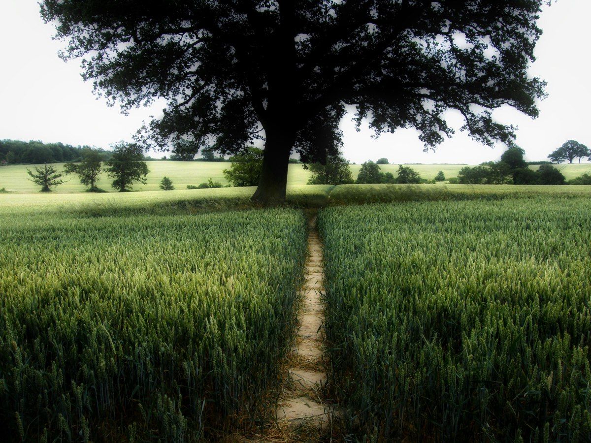 A Path to Wisdom – A Sign of Hope